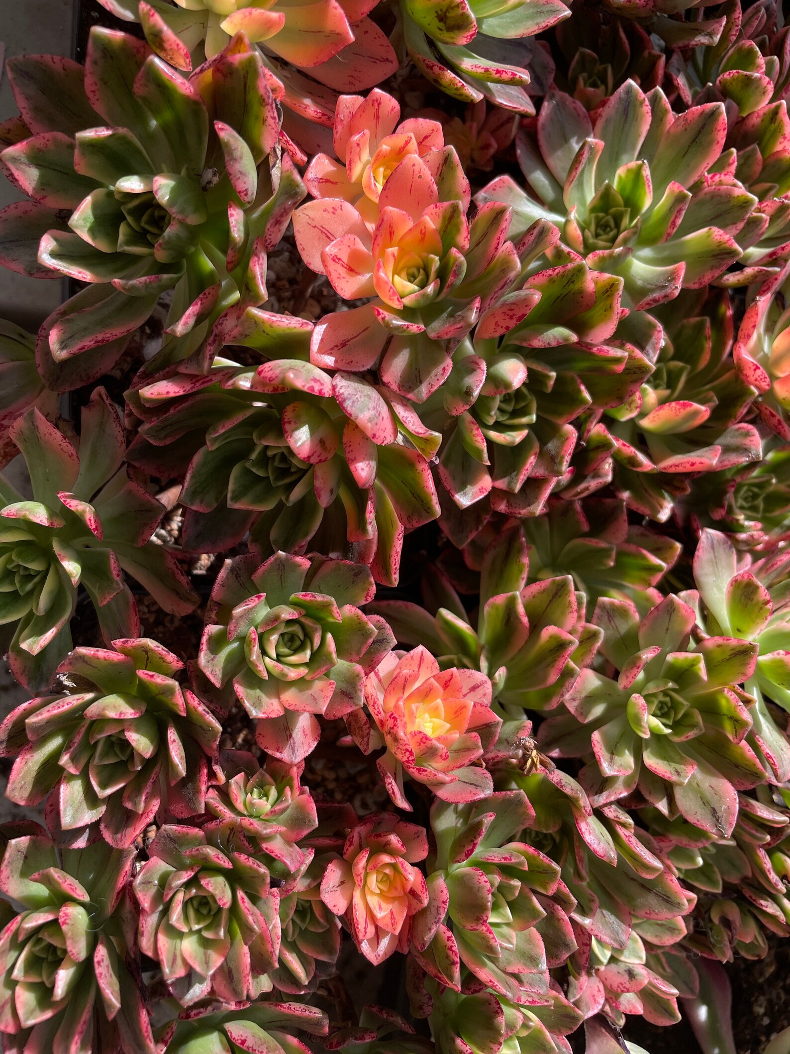 Rare Succulents Aeonium Sweet Tea/Green Tea Variegated small - Etsy.de