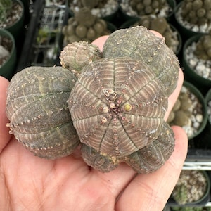 Rare Euphorbia - Euphorbia Obesa Small Cluster (2"-3"), Live Plant - Etsy