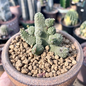 Rare Succulent - Pseudolithos Caput-viperae Hybrid (2”), Live Plant - Etsy