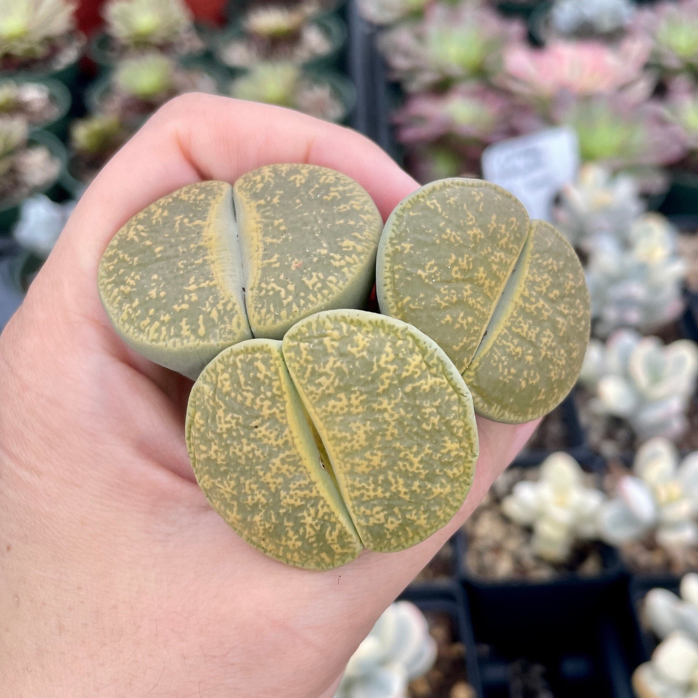 Rare Succulents Lithops Lesliei Vivid Green Large - Etsy