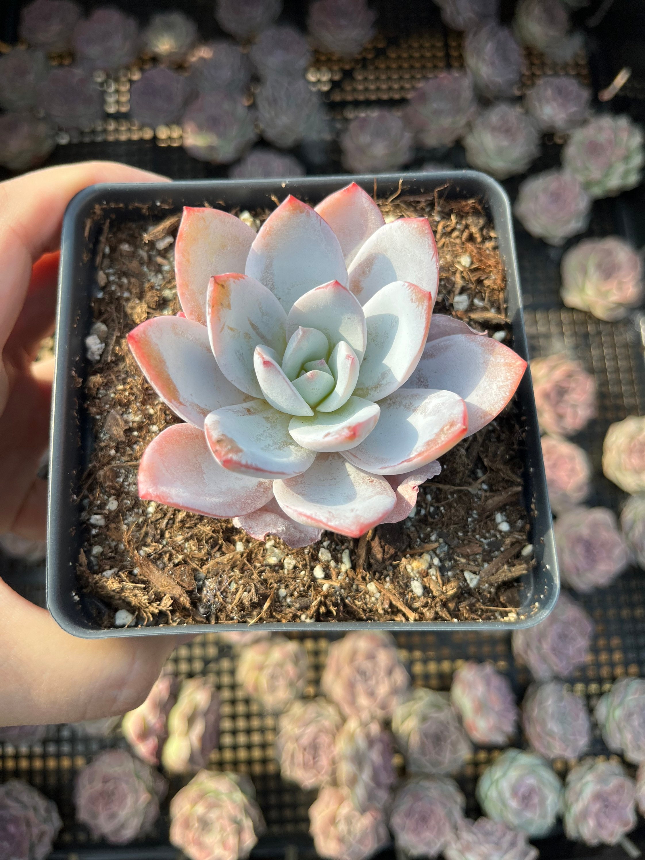 Home & Living Plants Imported Rare Echeveria lotus succulent from Korea ...