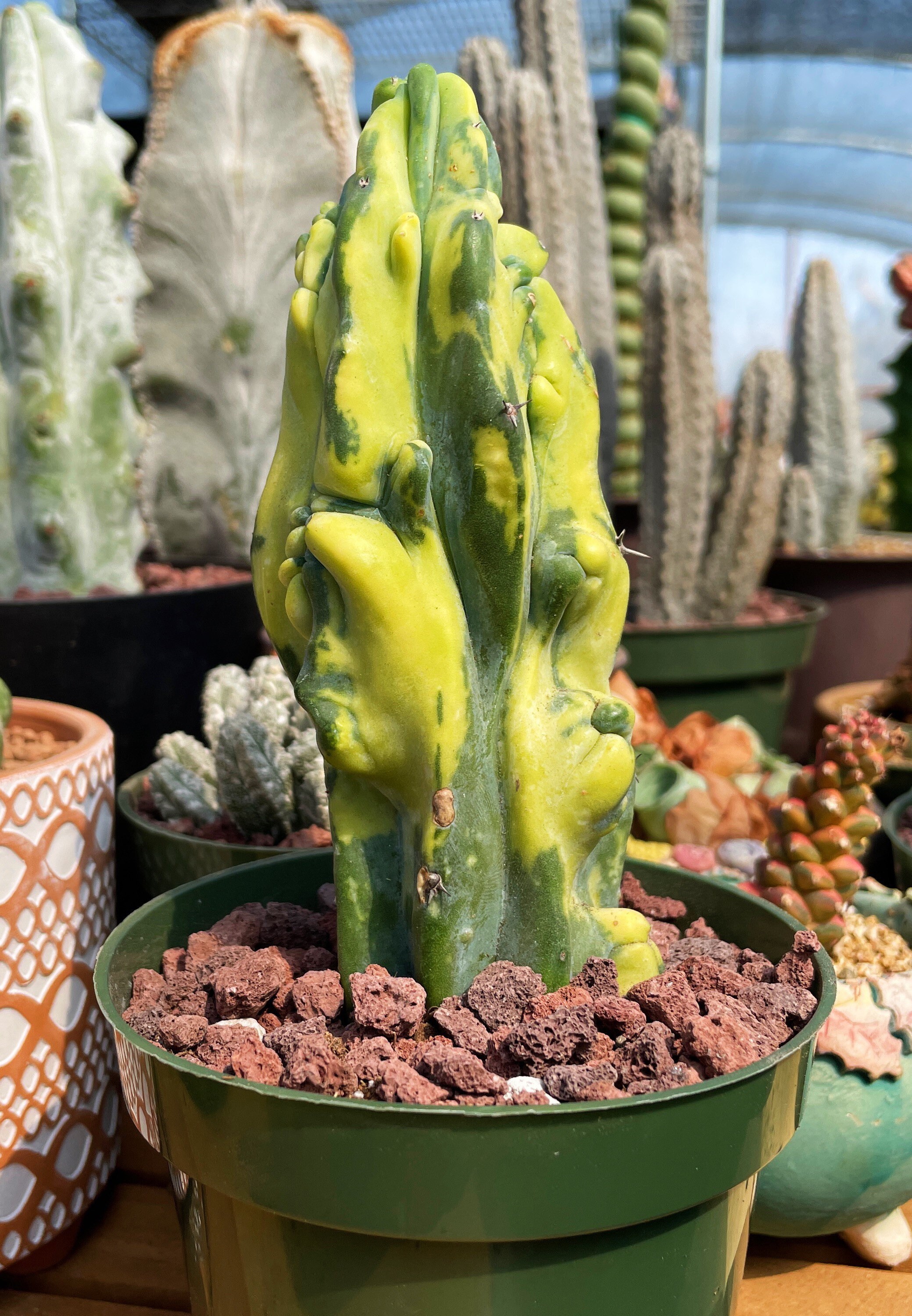 Rare Cactus Myrtillocactus Geometrizans Fred Variegated - Etsy