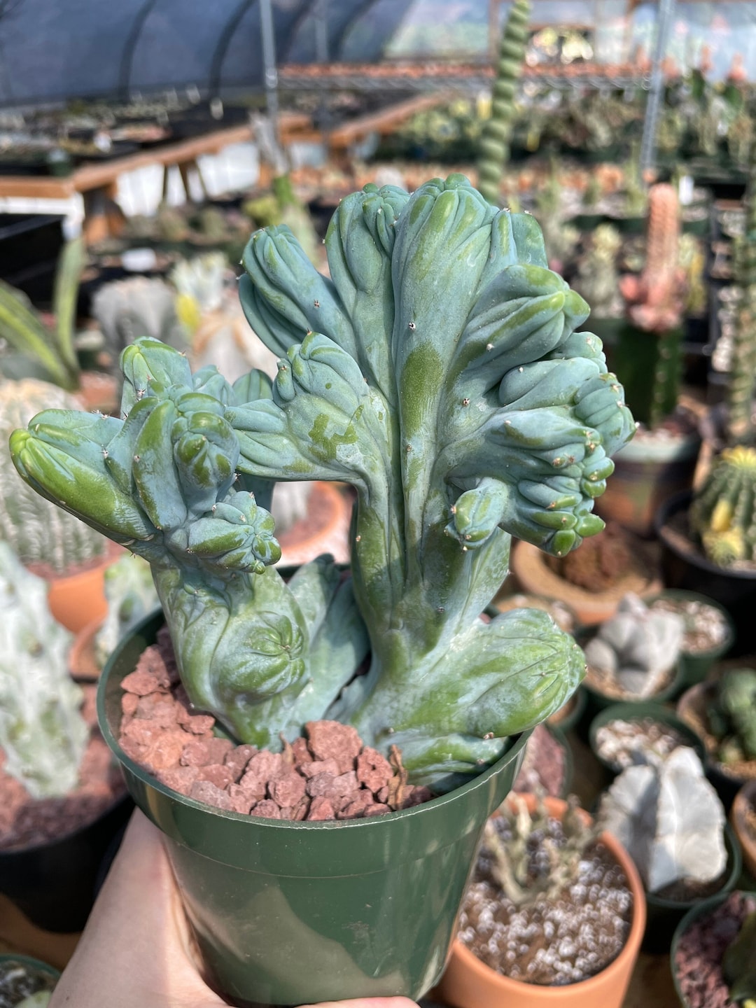 Rare Cactus Myrtillocactus Geometrizans Crested Var. Fred - Etsy