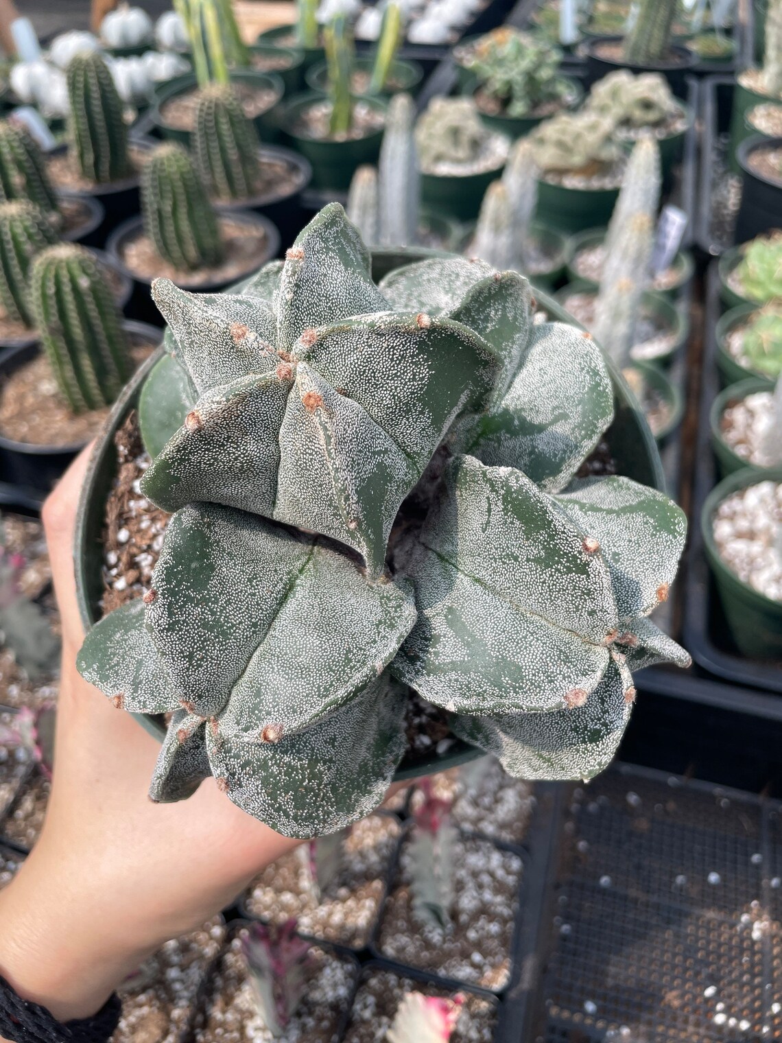 Rare Cactus Astrophytum Myriostigma Cluster 5.5 Pot - Etsy