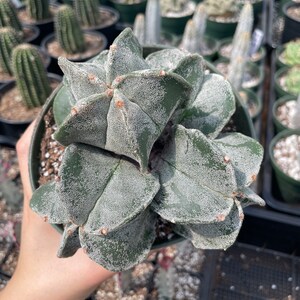 Rare Cactus - Astrophytum Myriostigma Cluster (4.5” Pot), Live Plant - Etsy