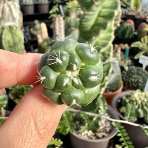 Rare Cactus - Coryphantha Elephantidens Cv. Inermis Offset (1”), Live ...