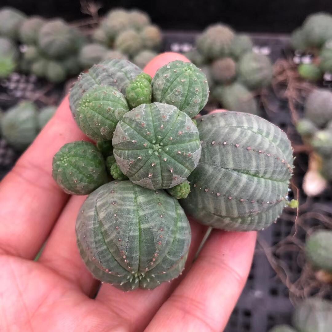 Rare Euphorbia - Euphorbia Obesa Small Cluster (2"-3"), Live Plant - Etsy