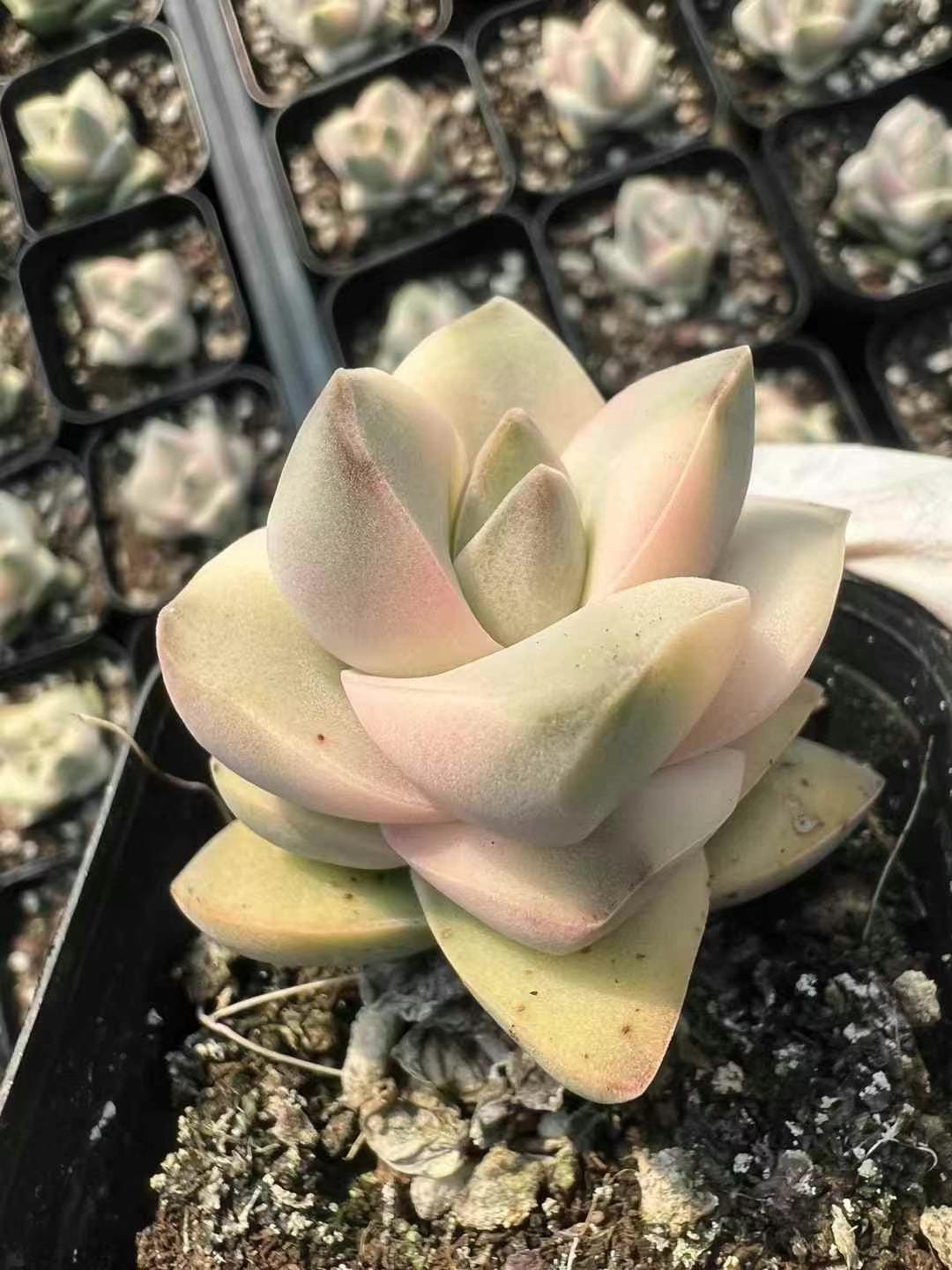 Rare Crassula Moonglow Variegated Succulent Live Plant - Unique ...