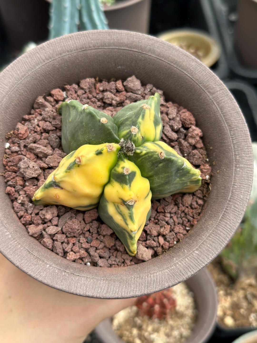 Rare Cactus - Astrophytum Myriostigma Variegata, Seed Grown (1) - Etsy