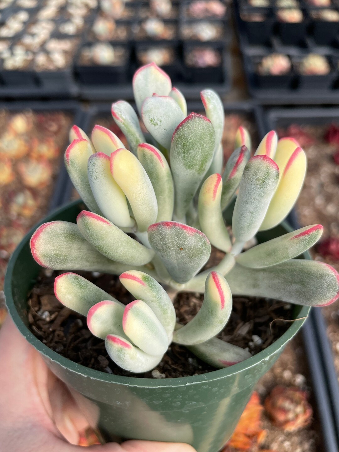Cotyledon Macrantha