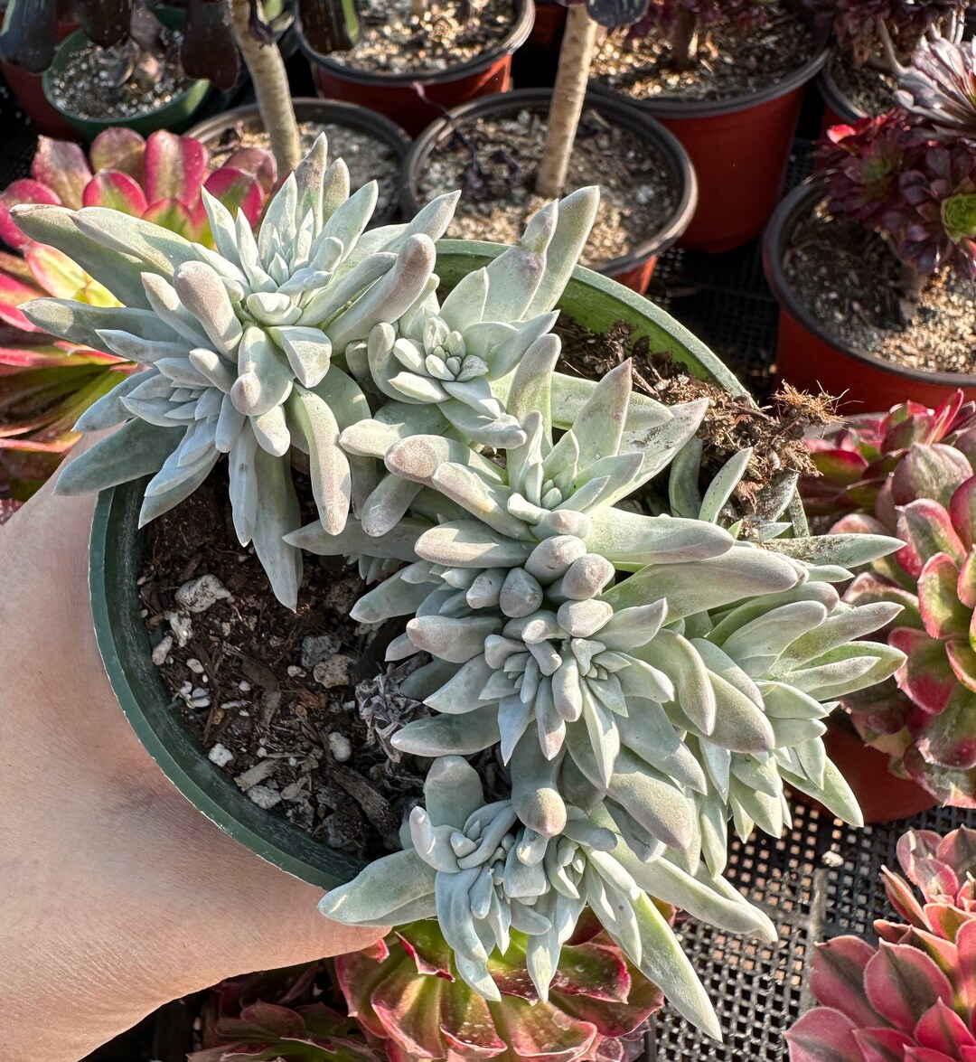 Rare Succulents Dudleya White Gnoma Cluster - Etsy