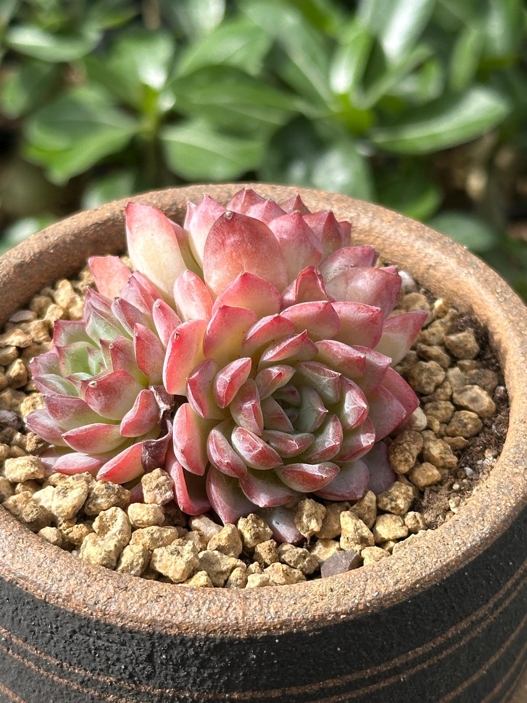 Rare Echeveria Desert Rose Succulent Cluster – Live Rosette Plant ...