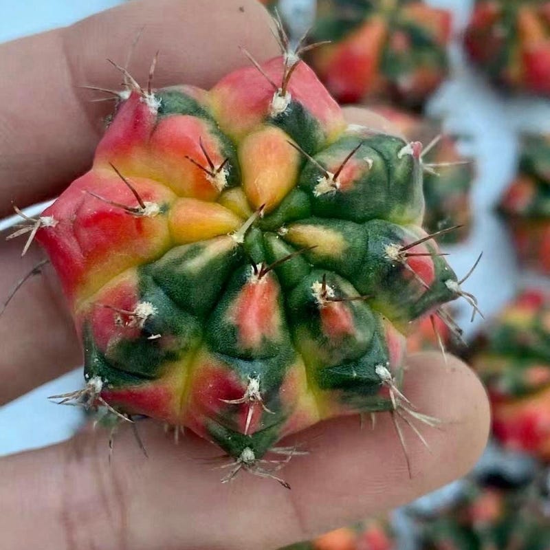 Christmas Cactus Rare Red - Etsy