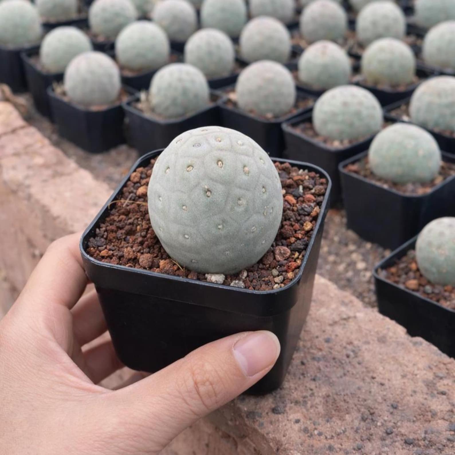 Rare Cactus, Tephrocactus Geometricus (single Ball Cutting), Live Plant ...