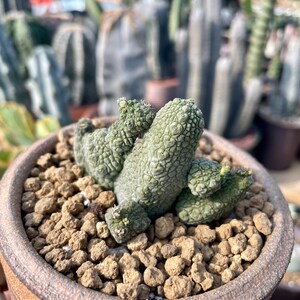 Rare Succulent - Pseudolithos Caput-viperae Hybrid (2”), Live Plant - Etsy