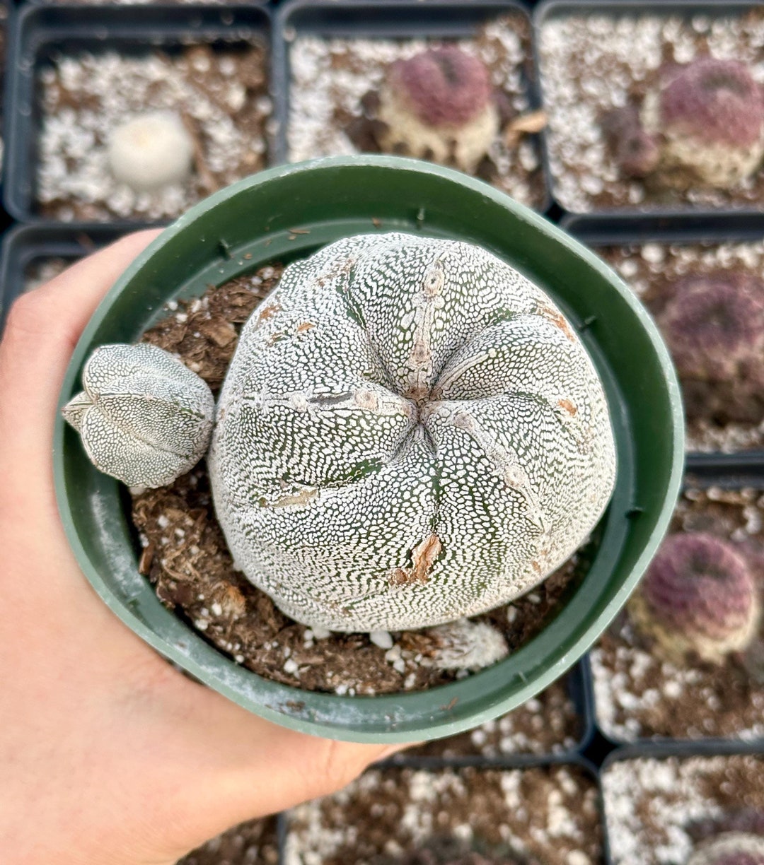 Rare Cactus Astrophytum Onzuka 1 - Etsy