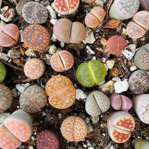 Rare Succulents, Lithops Spp. (0.5"), Live Plant - Etsy