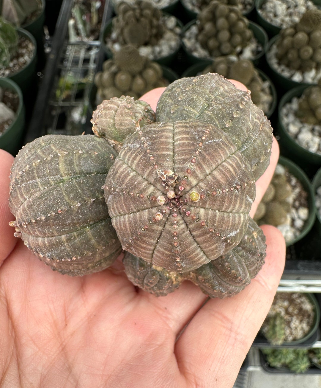 Rare Euphorbia Euphorbia Obesa Small Cluster - Etsy