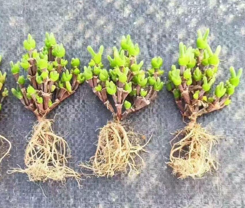 Rare Succulents - Dicrocaulon Ramulosum Cluter 20-30 Heads - Etsy