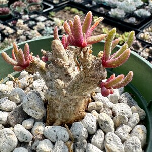 Rare Caudex, Phyllobolus Resurgens, Old Stem, Live Plant - Etsy