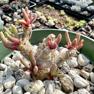 Rare Caudex, Phyllobolus Resurgens, Old Stem, Live Plant - Etsy