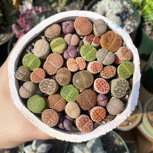 5-10-15pc Lithops Living Stones .rare Succulents.each Plant - Etsy
