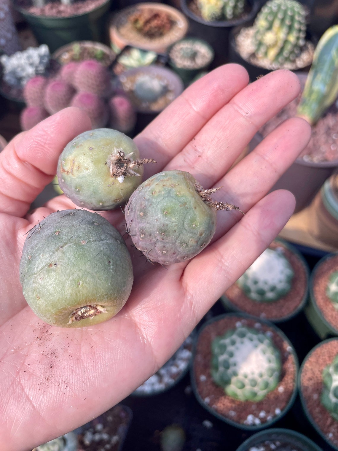 Rare Cactus Tephrocactus Geometricus Single Balls Cutting - Etsy