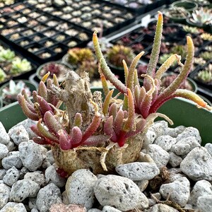 Rare Caudex, Phyllobolus Resurgens, Old Stem, Live Plant - Etsy