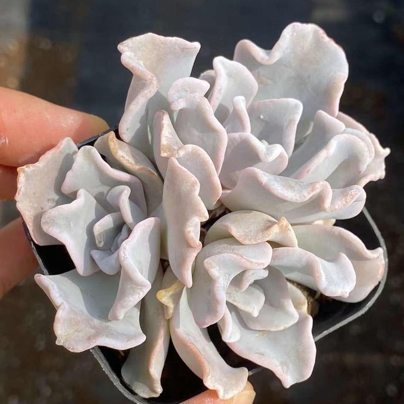 Silver Succulent - Etsy