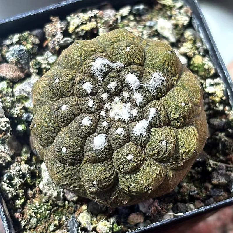 Peyote Cacti Seed - Etsy