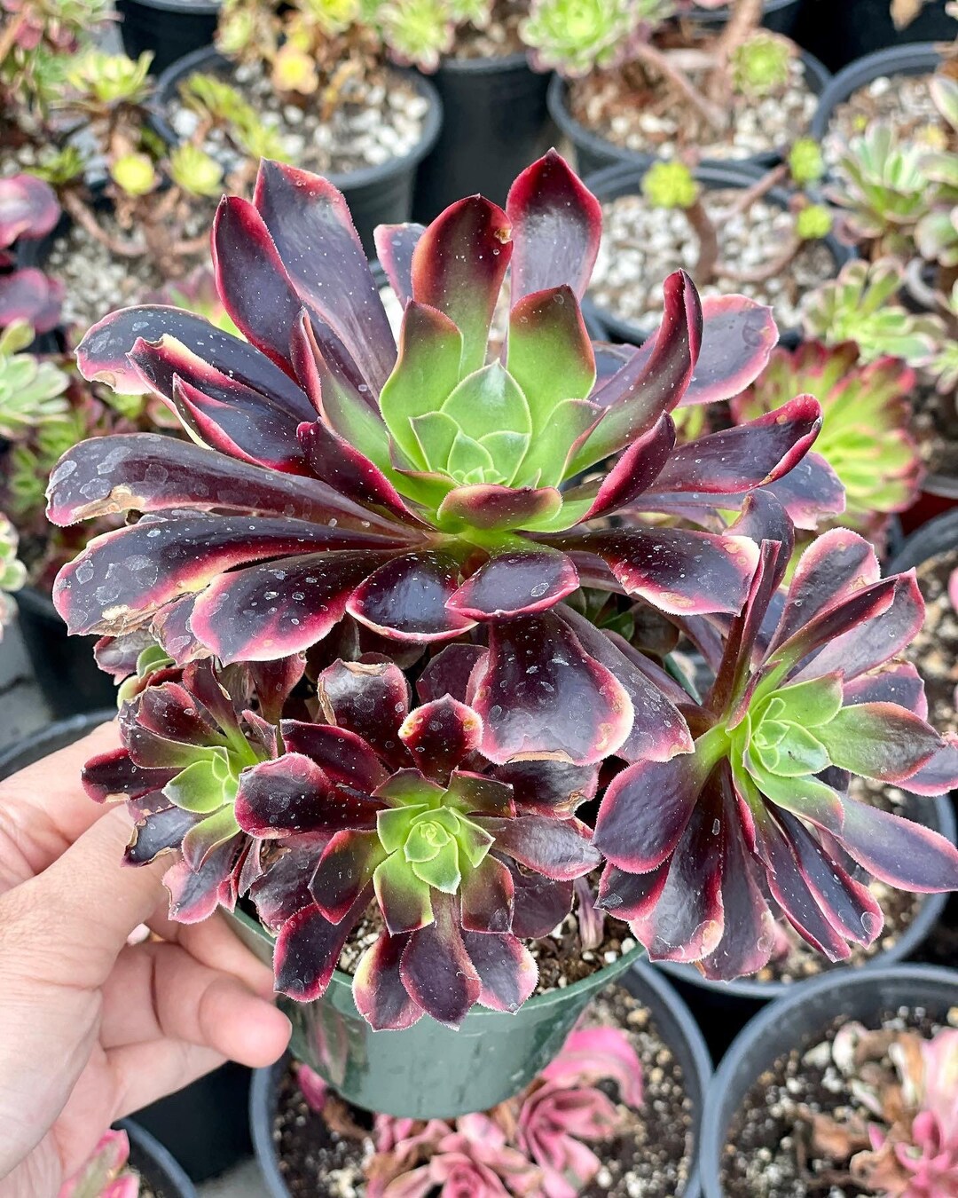 Rare Succulents Aeonium Super Bang - Etsy