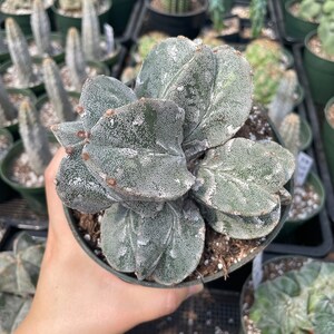 Rare Cactus - Astrophytum Myriostigma Cluster (4.5” Pot), Live Plant - Etsy
