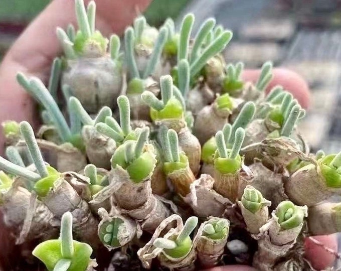 Monilaria Obconica (budding Bulb), Rare Succulents, Live Plant, Bunny ...