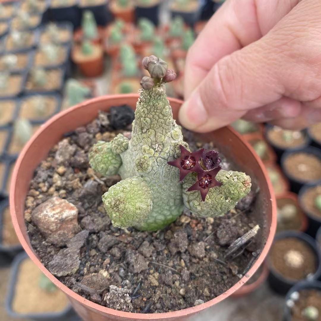 Rare Succulent - Pseudolithos Caput-viperae Hybrid (2”), Live Plant - Etsy