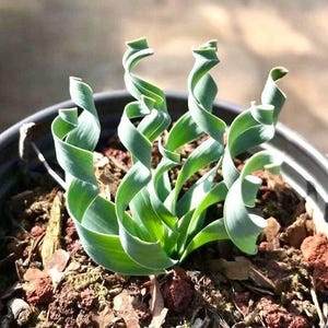 Rare Succulents, Albuca Concordiana Bulb, 0.5"-1", Live Plant - Etsy