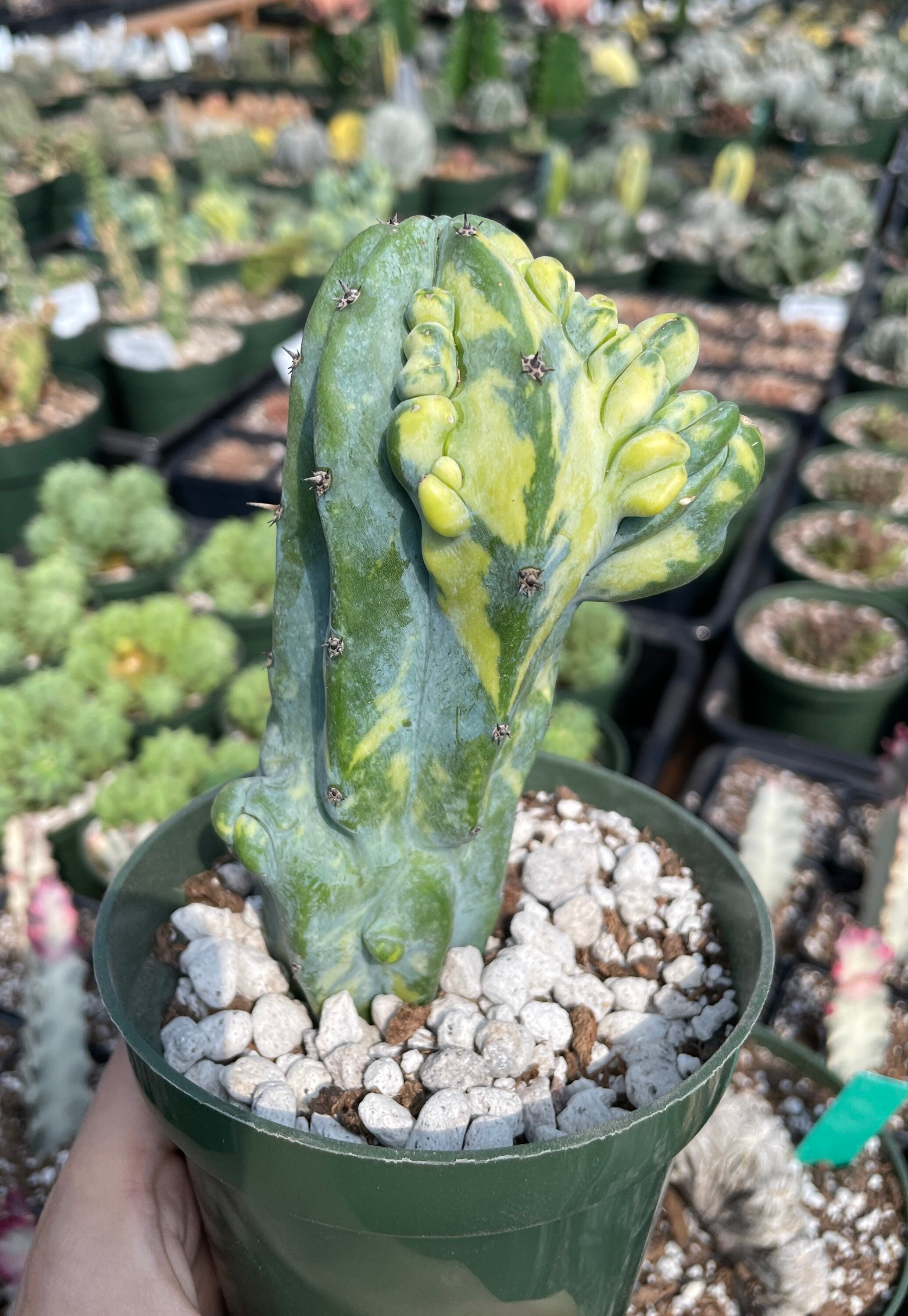 Rare Cactus Myrtillocactus Geometrizans Fred Variegated - Etsy