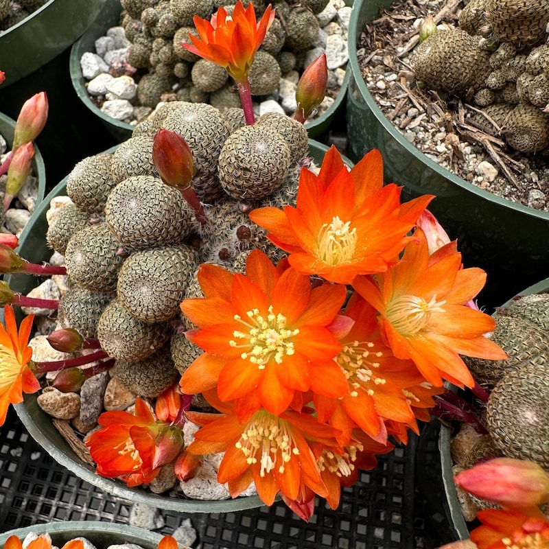 Lace Cluster Christmas - Etsy