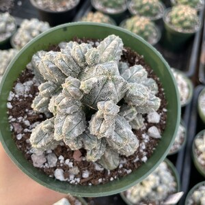 Rare Cactus - Astrophytum Myriostigma Var. Columnare (4”pot) - Etsy
