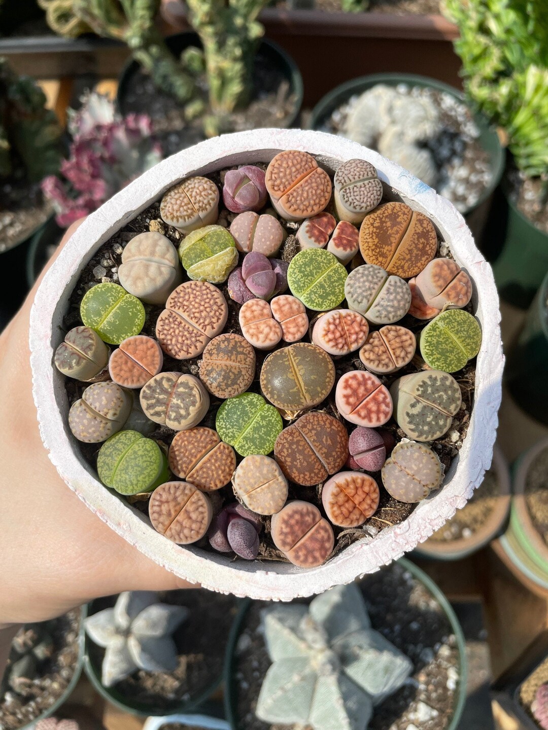 Rare Succulents, Lithops Spp. (0.5"), Live Plant - Etsy