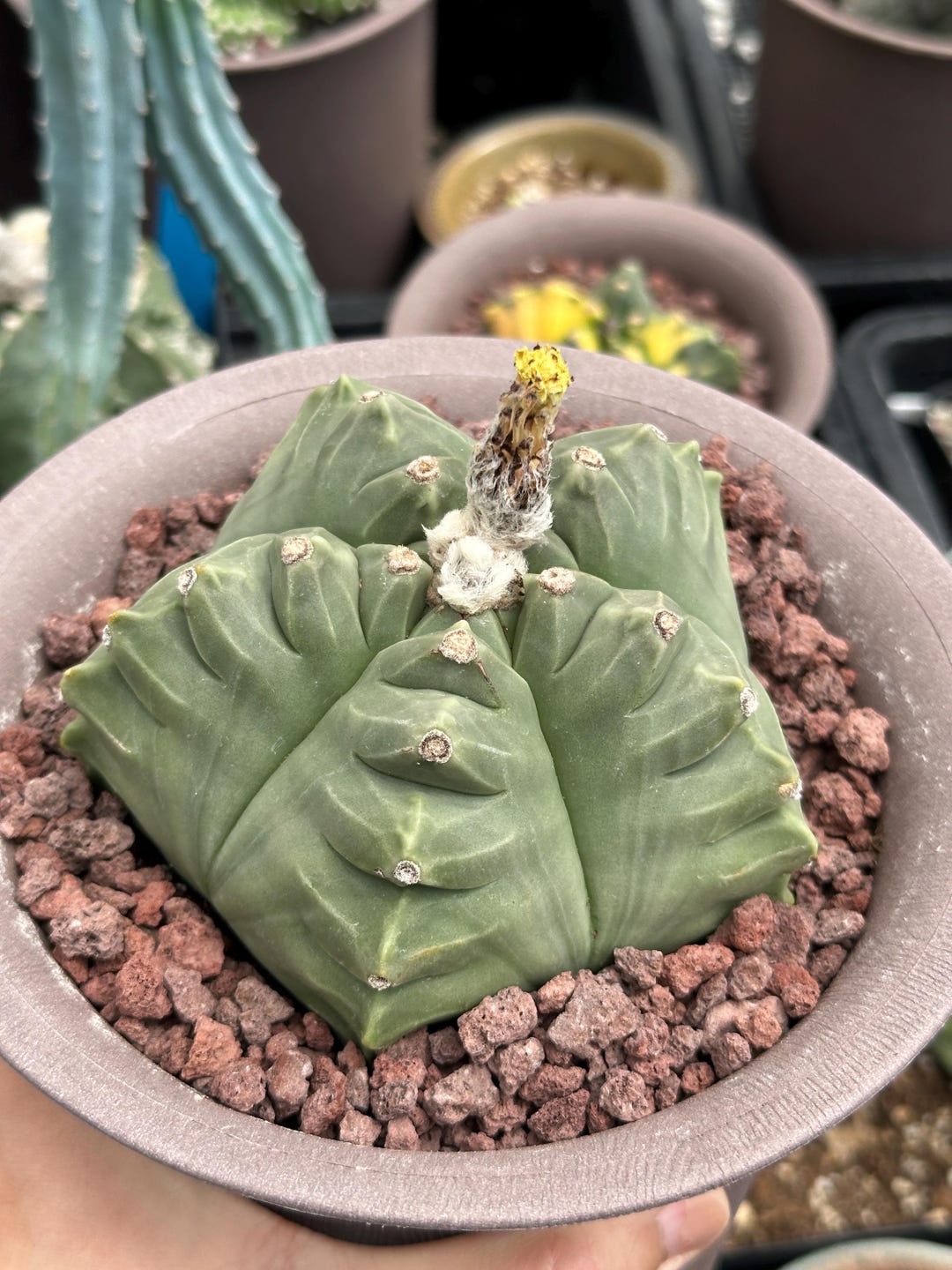 Rare Cactus - Astrophytum Myriostigma Cv. Kikko, Seed Grown (1) - Etsy