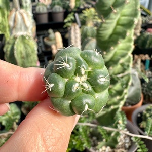 Rare Cactus - Coryphantha Elephantidens Cv. Inermis Offset (1”), Live ...
