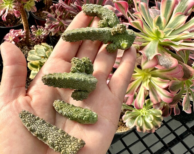 Rare Succulent - Pseudolithos Caput-viperae Cutting - Etsy