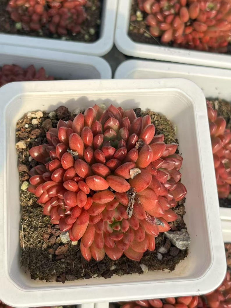 Rare Succulents - Sedeveria Pink Ruby Cluster (2.5"), Live Plant - Etsy