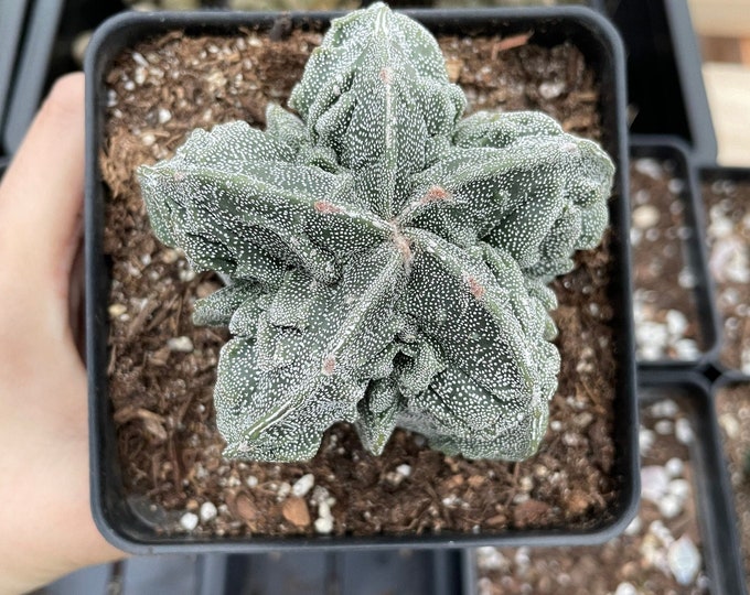 Rare Cactus Astrophytum Myriostigma Cv. Fukuryu - Etsy
