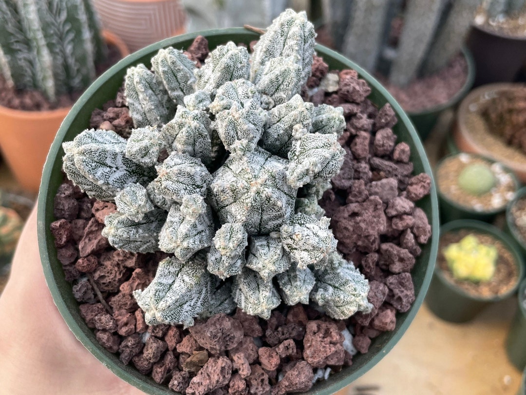 Rare Cactus - Astrophytum Myriostigma Var. Columnare (4”pot) - Etsy