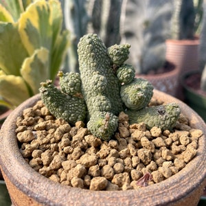 Rare Succulent - Pseudolithos Caput-viperae Hybrid (2”), Live Plant - Etsy