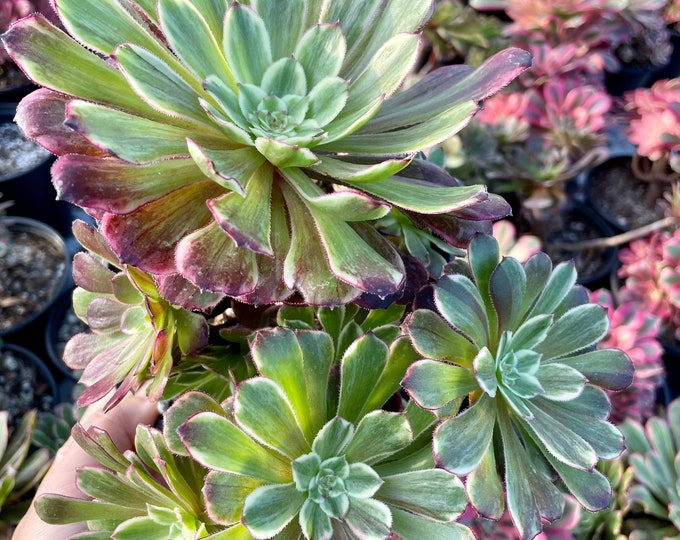 Rare Succulents Aeonium Ink Painting Variegated Cluster - Etsy