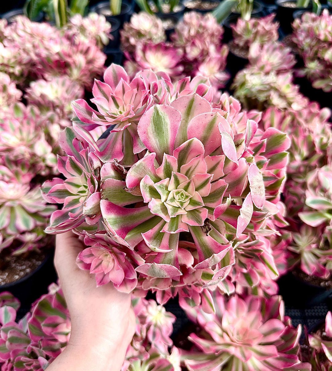 Live Rare Aeonium Pink Witch Succulent Plant, Indoor Outdoor Decor - Etsy
