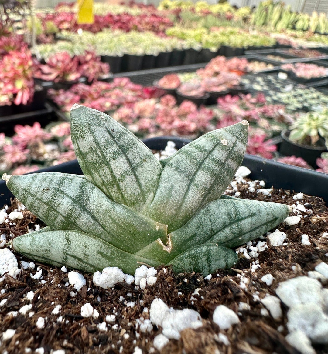 Rare Succulents, Sansevieria Mini Boncel, Christmas Tree, Live Plant - Etsy