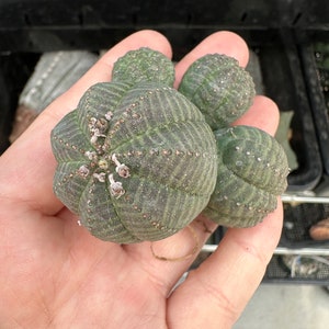 Rare Euphorbia Euphorbia Obesa Small Cluster - Etsy